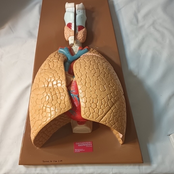 Other | Denoyer Geppert Anatomical Lung Model | Poshmark